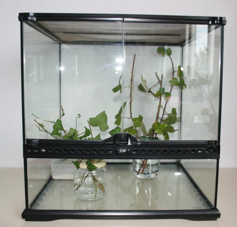 Elevage de phasmes – Trousse et crayons